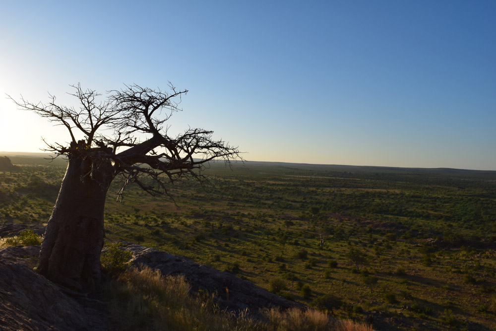 Baobob Tree Discover Abroad Uga